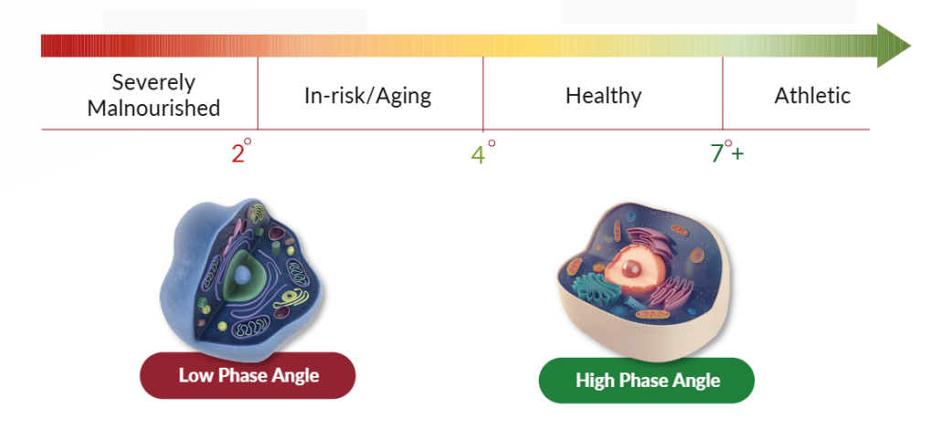 Phase Angle Explained: How to Interpret & Connection with Body Composition