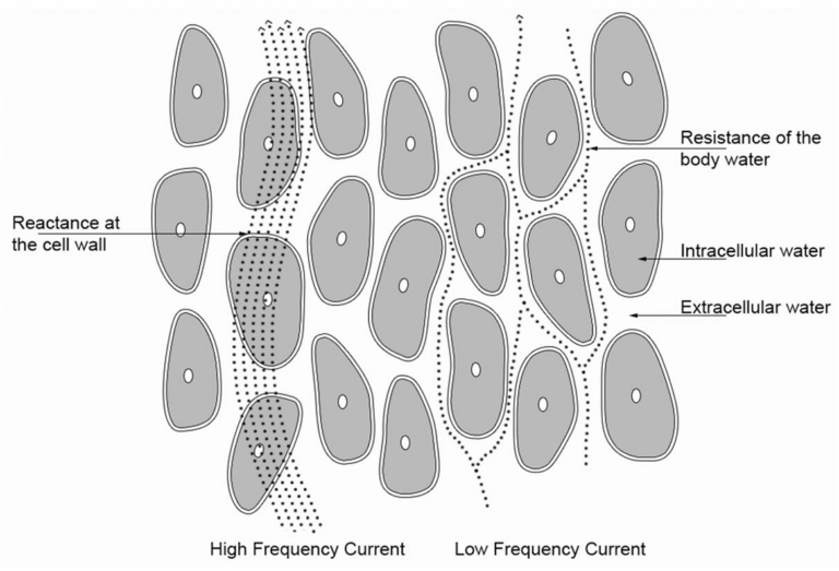 Phase Angle Explained: How to Interpret & Connection with Body Composition